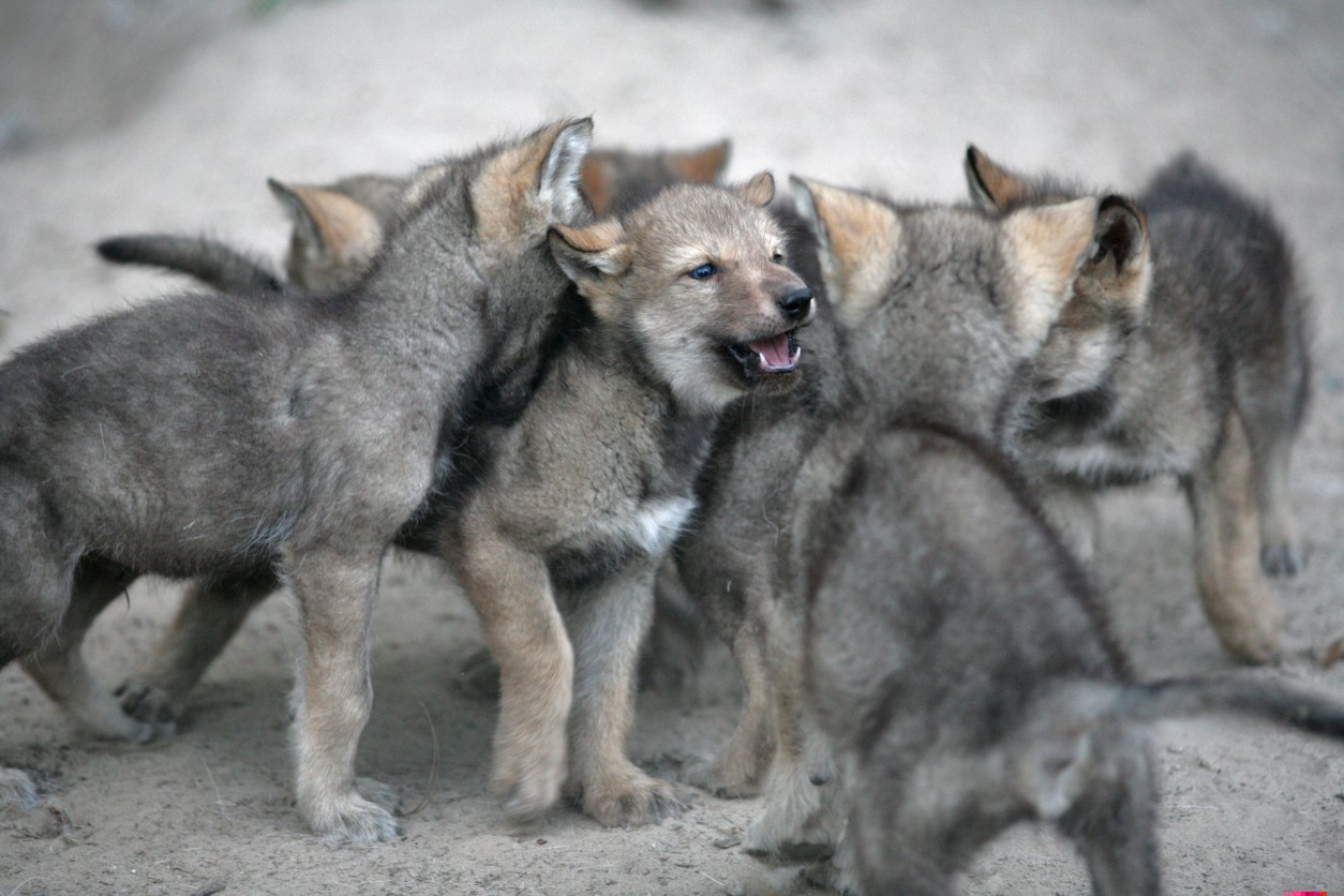 Dogs vs wolf puppies — who's the better communicator? | Popular Science