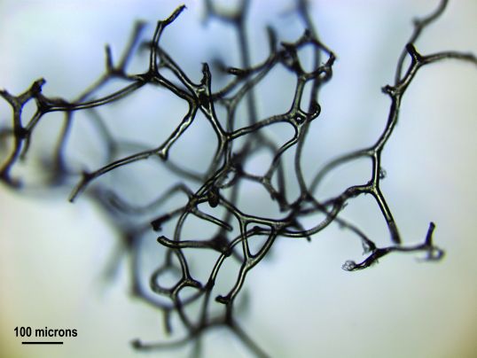 These fossils could represent the oldest animals ever found | Popular ...