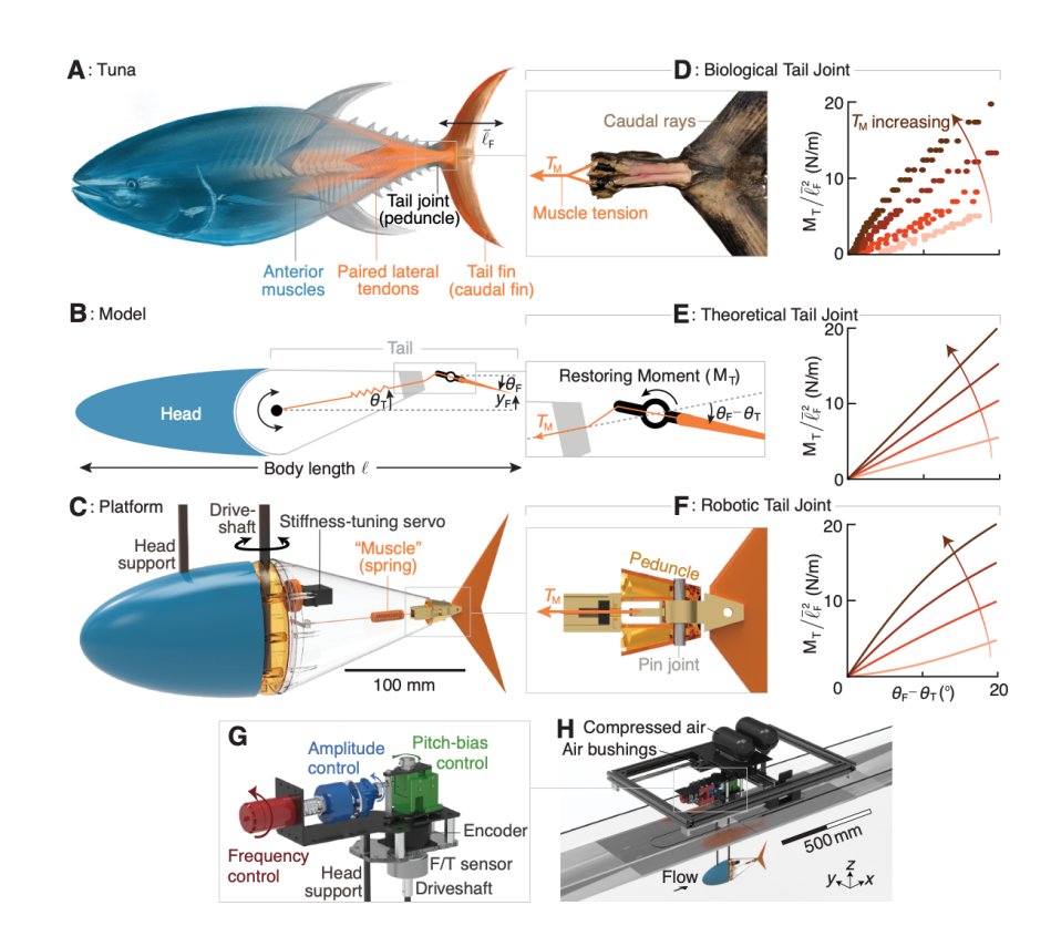 Scientists made a robot tuna that swims like a real fish | Popular Science