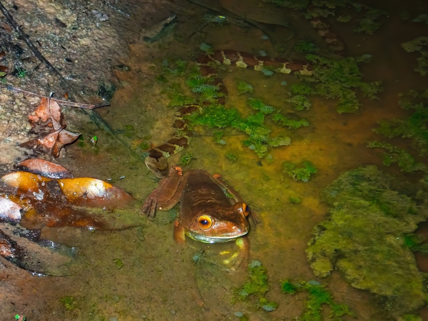 Animal photos that show the power of evolution | Popular Science