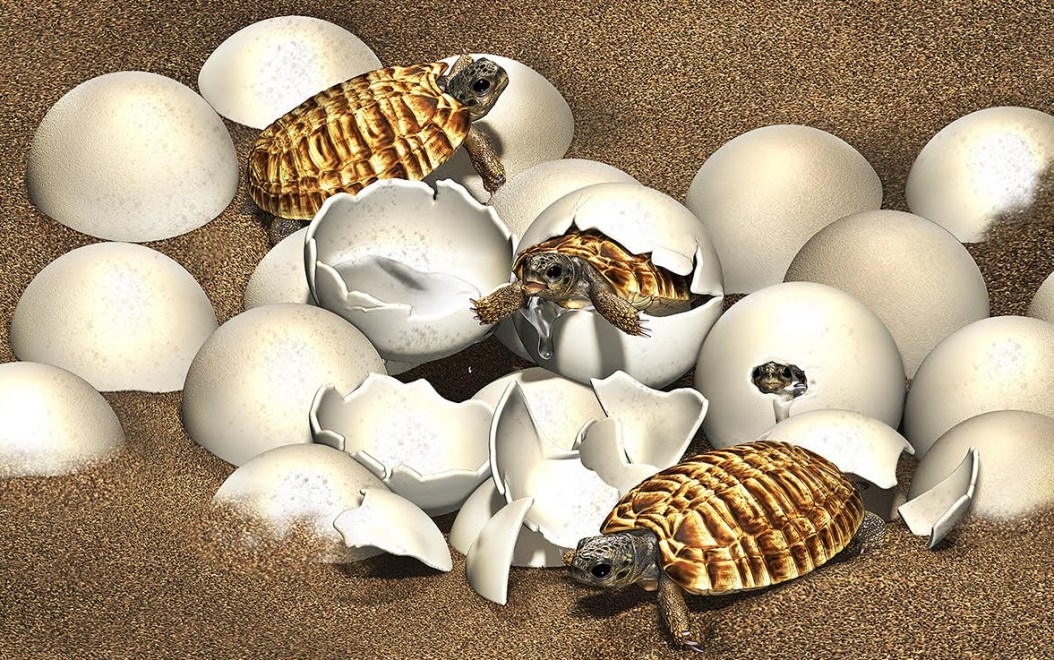 Ancient fossilized turtle egg found with embryo intact | Popular Science