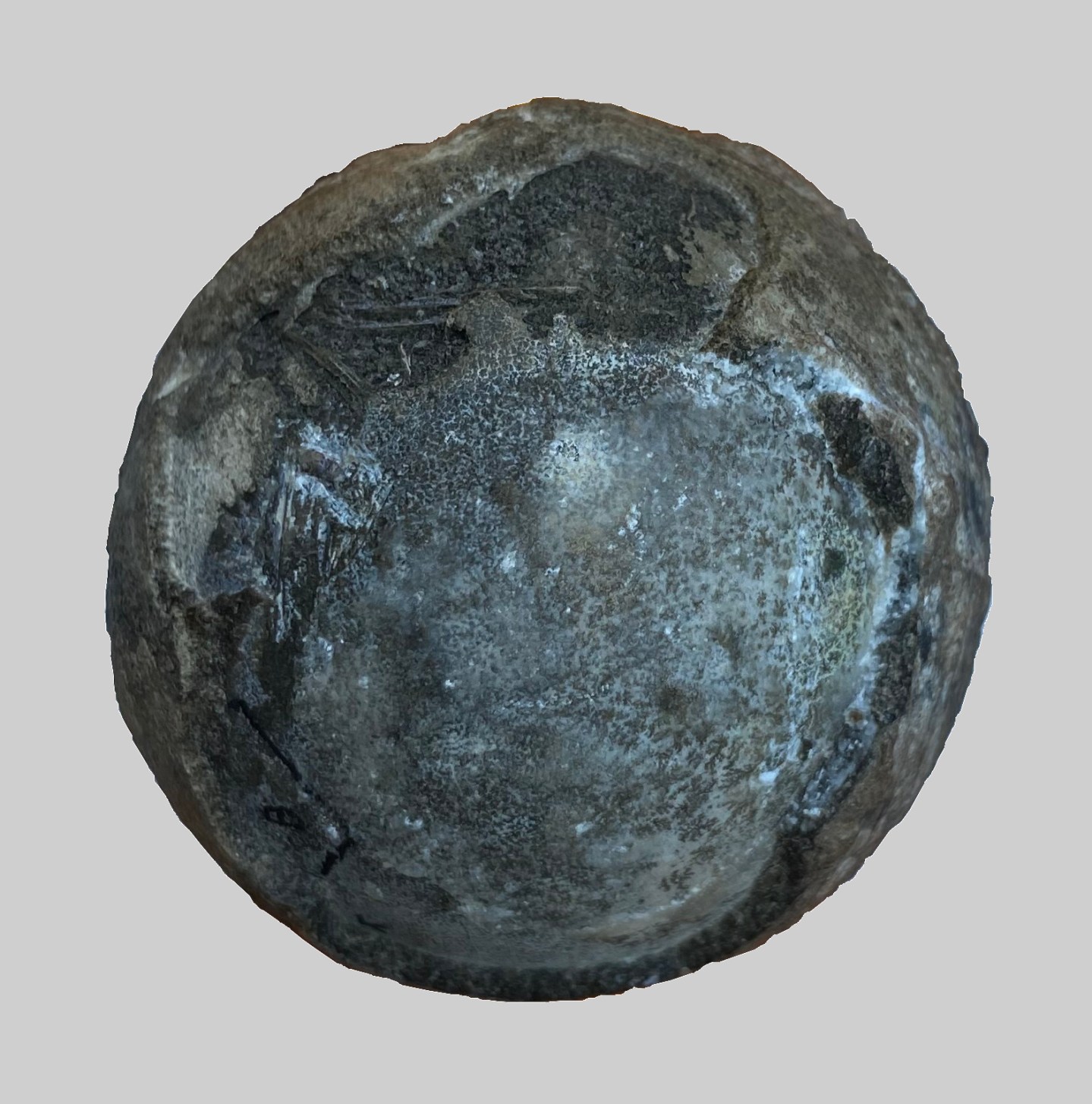 Ancient fossilized turtle egg found with embryo intact | Popular Science