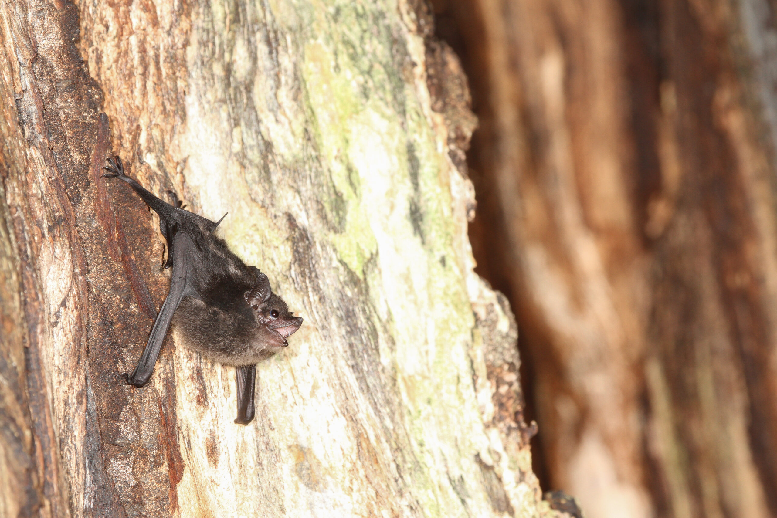 Bat pups practice talking the same way babies do | Popular Science
