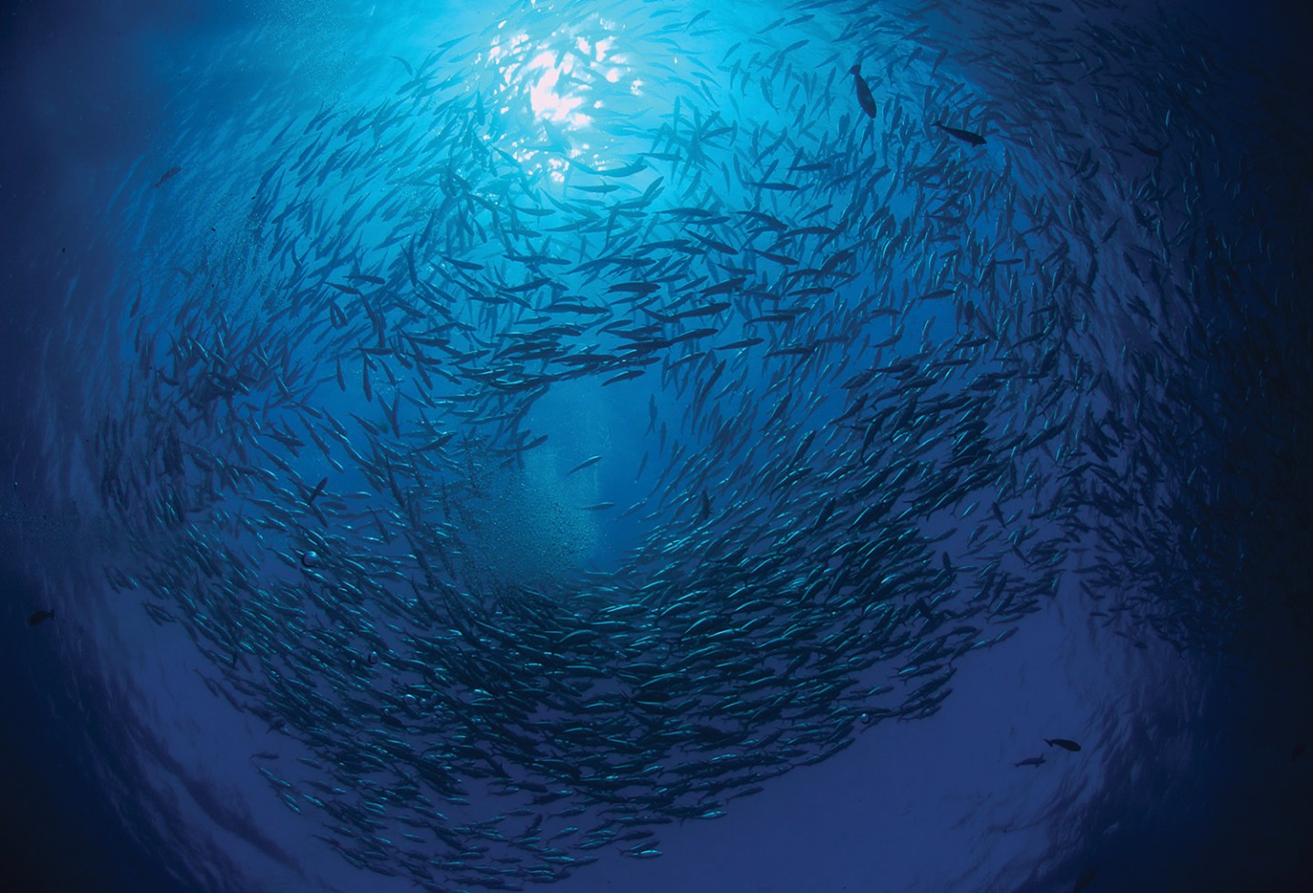 Flocking birds and schooling fish are mesmerizing | Popular Science