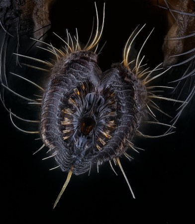 See the 2021 winners of the Nikon's Small World awards | Popular Science