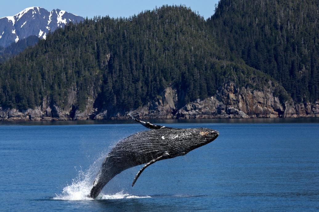 Humpback whales are organizing in huge numbers, and no one knows why