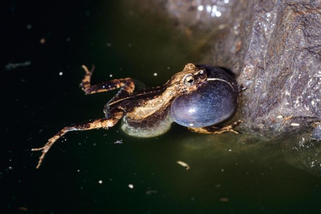 Female frogs appear to play dead to avoid unwanted mates | Popular Science