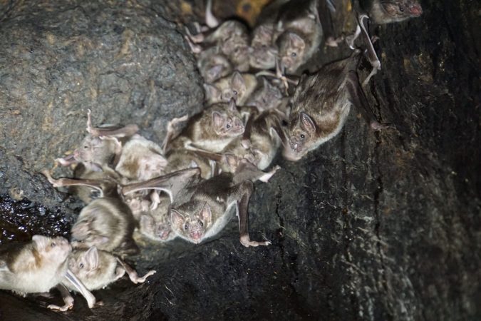 Female vampire bats regurgitate bloody dinners for their starving ...