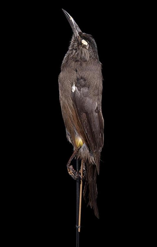 Check out these photos of some of the 23 species just declared extinct ...