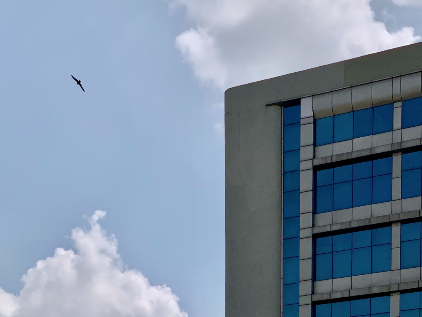 How to help birds avoid crashing into your windows | Popular Science