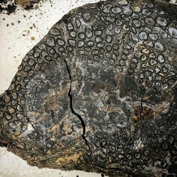 Ice age forests may have been dominated by conifers | Popular Science