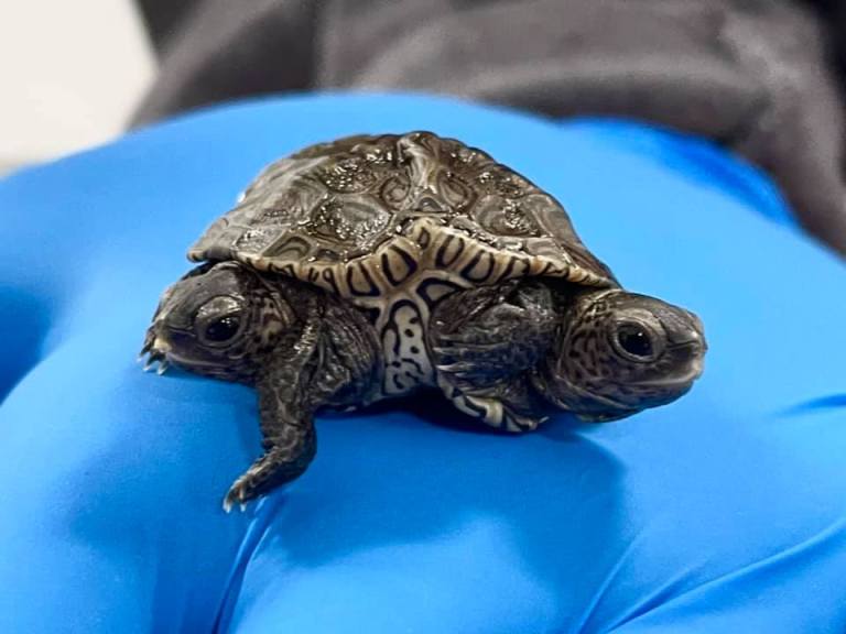 A rare two-headed turtle is alive and thriving, surprising scientists ...