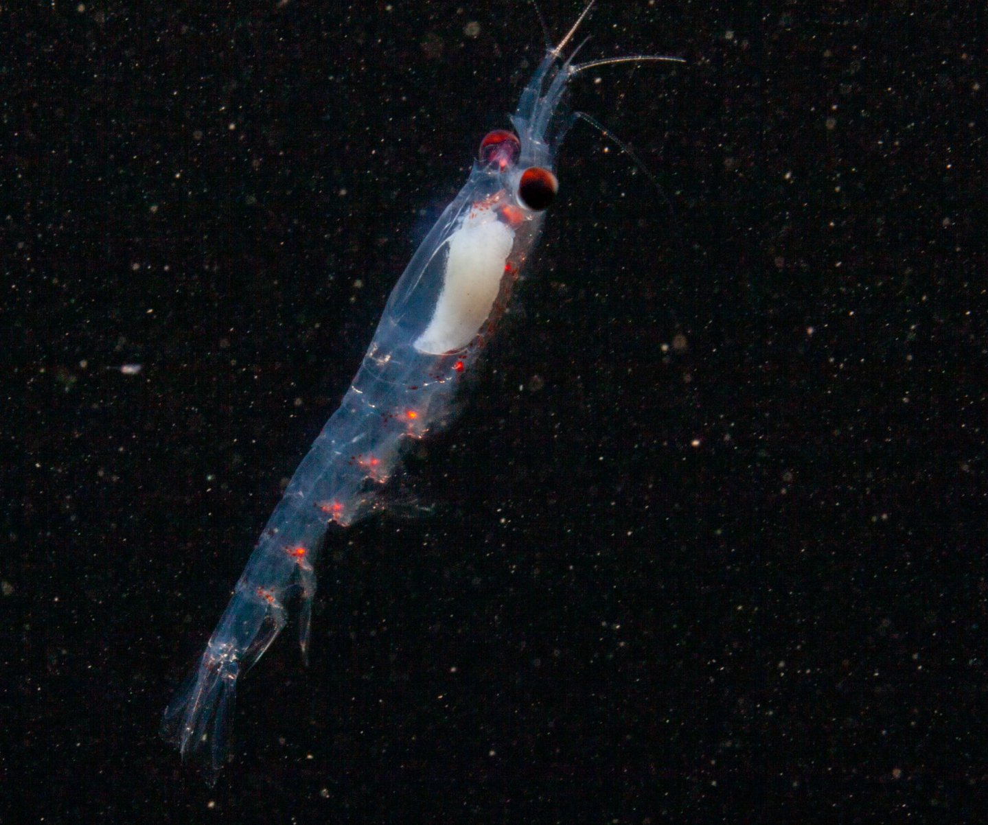 In constant darkness, Arctic krill migrate by twilight and the Northern ...