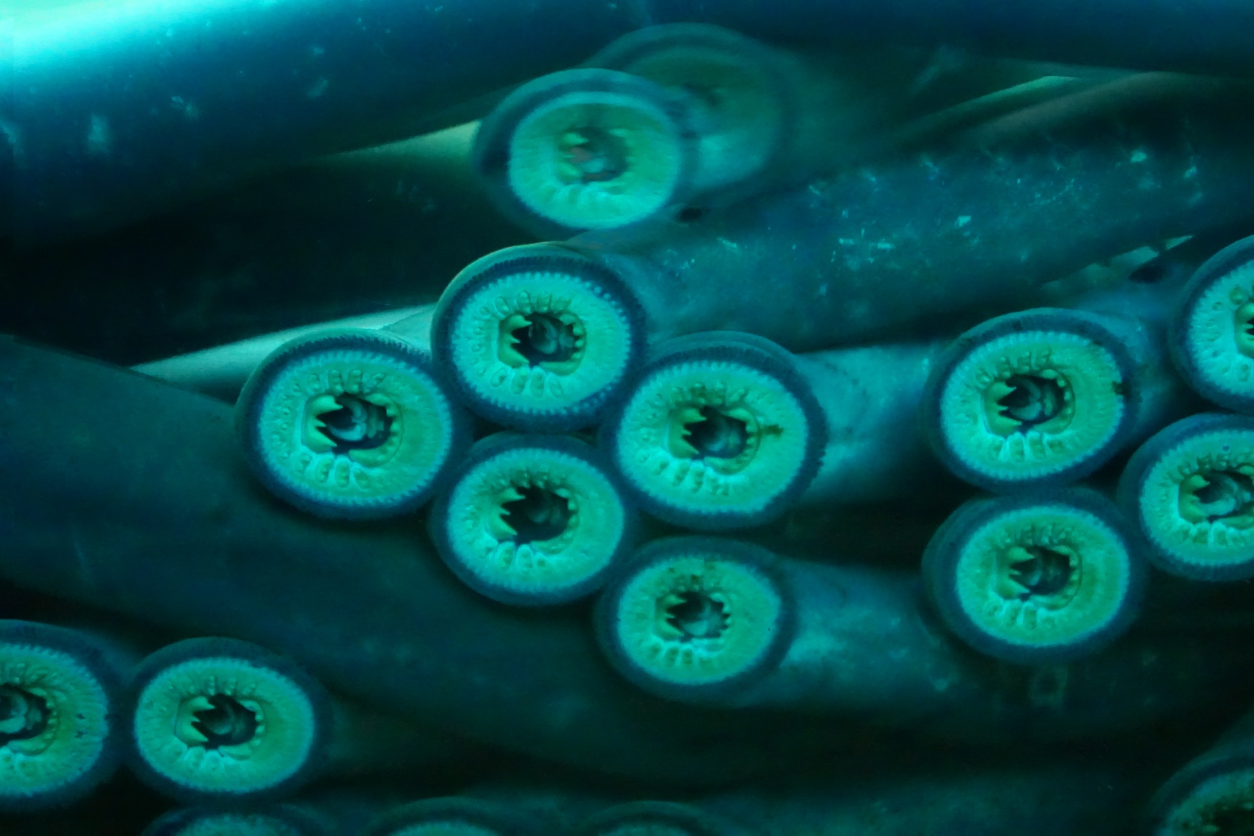 9 creatures that have made spookiness their brand | Popular Science