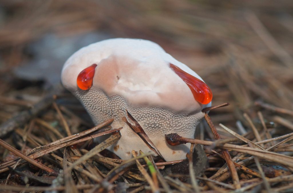 9 creatures that have made spookiness their brand | Popular Science