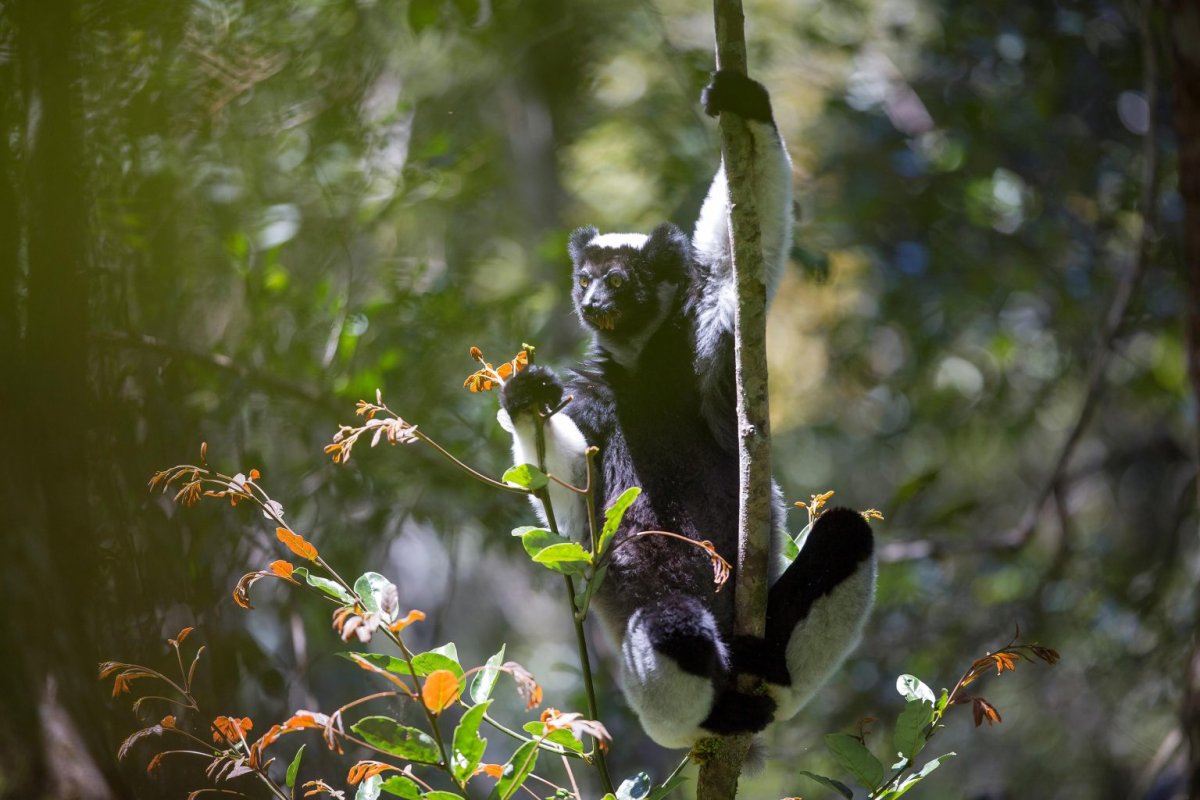 These fuzzy lemurs have a human-like ability to sing on beat | Popular ...