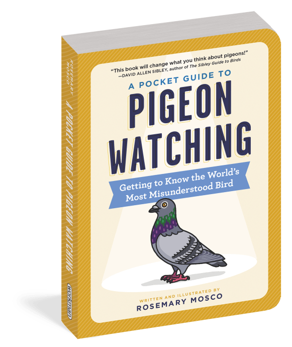 Common pigeon sounds and what they mean | Popular Science
