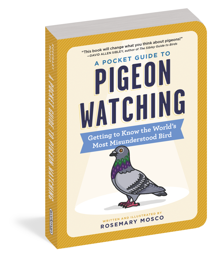 Common pigeon sounds and what they mean | Popular Science