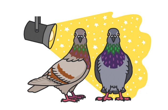 How to decode the secret language of birds