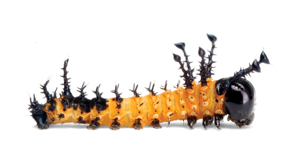 Photo gallery of caterpillar mimicry and adaptations | Popular Science