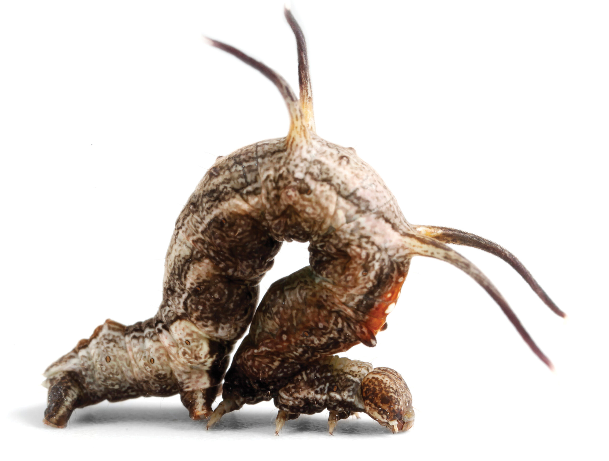 Photo gallery of caterpillar mimicry and adaptations | Popular Science