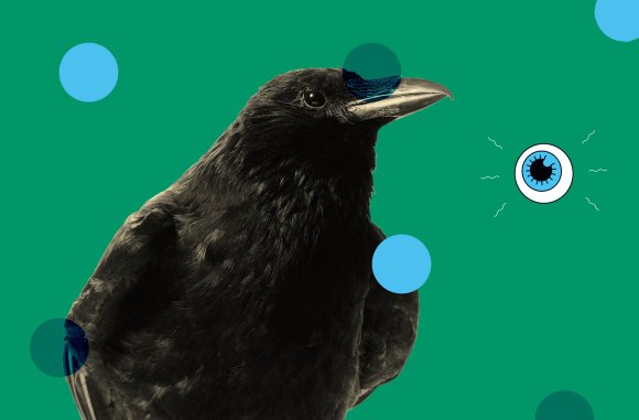 Why are crows and ravens so smart? | Popular Science