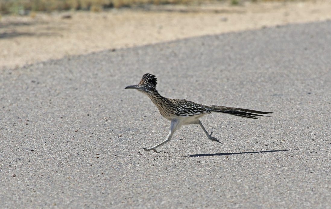 Roadrunner races to Maine—on a moving van | Popular Science