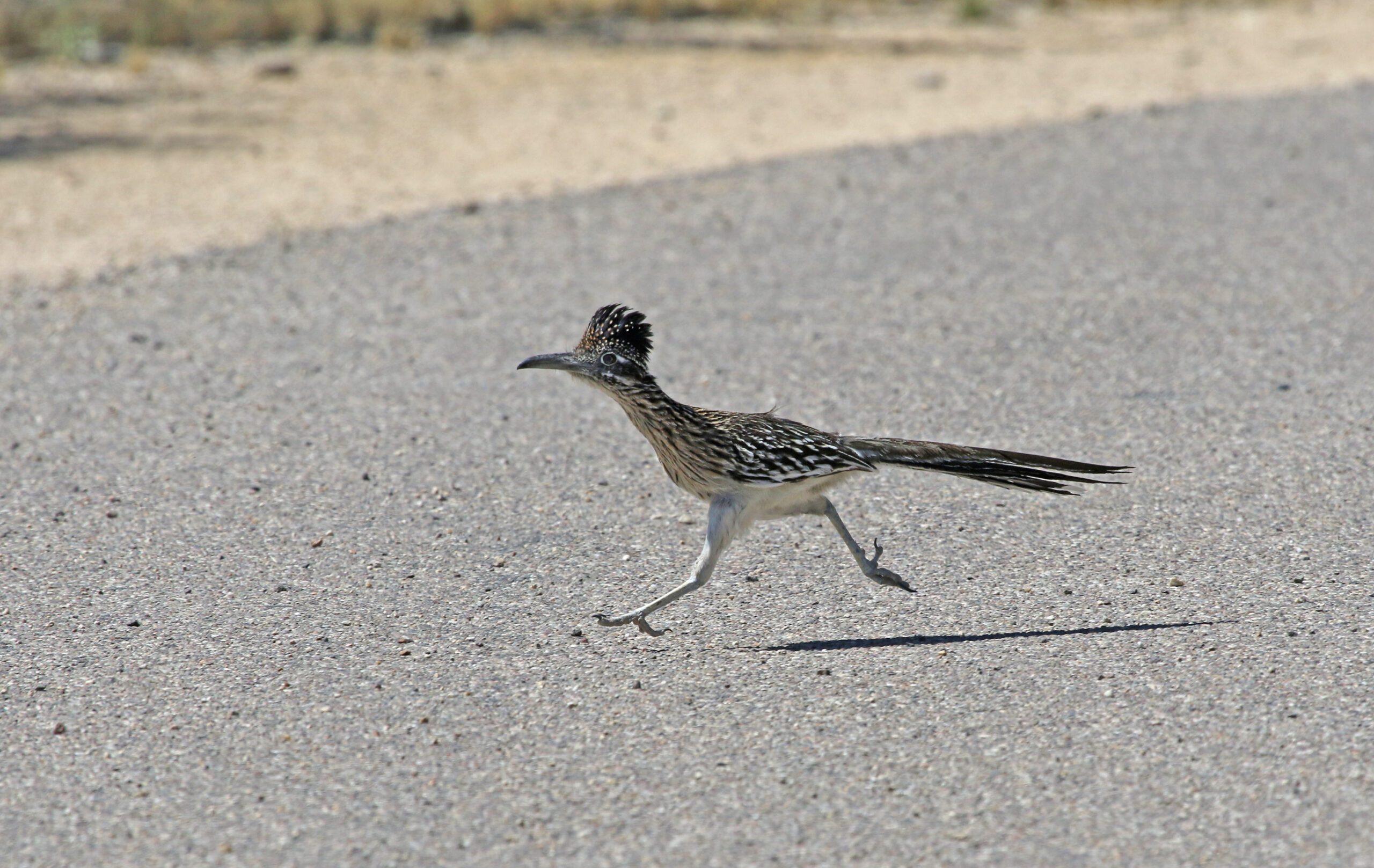 Roadrunner races to Maine—on a moving van | Popular Science