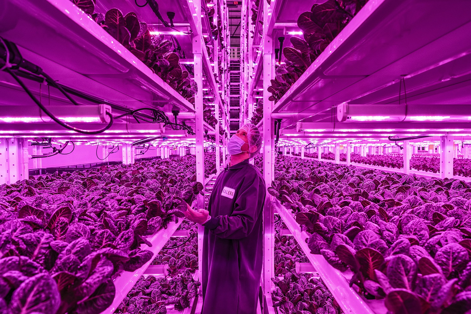 A photo tour of energy-efficient vertical farms | Popular Science