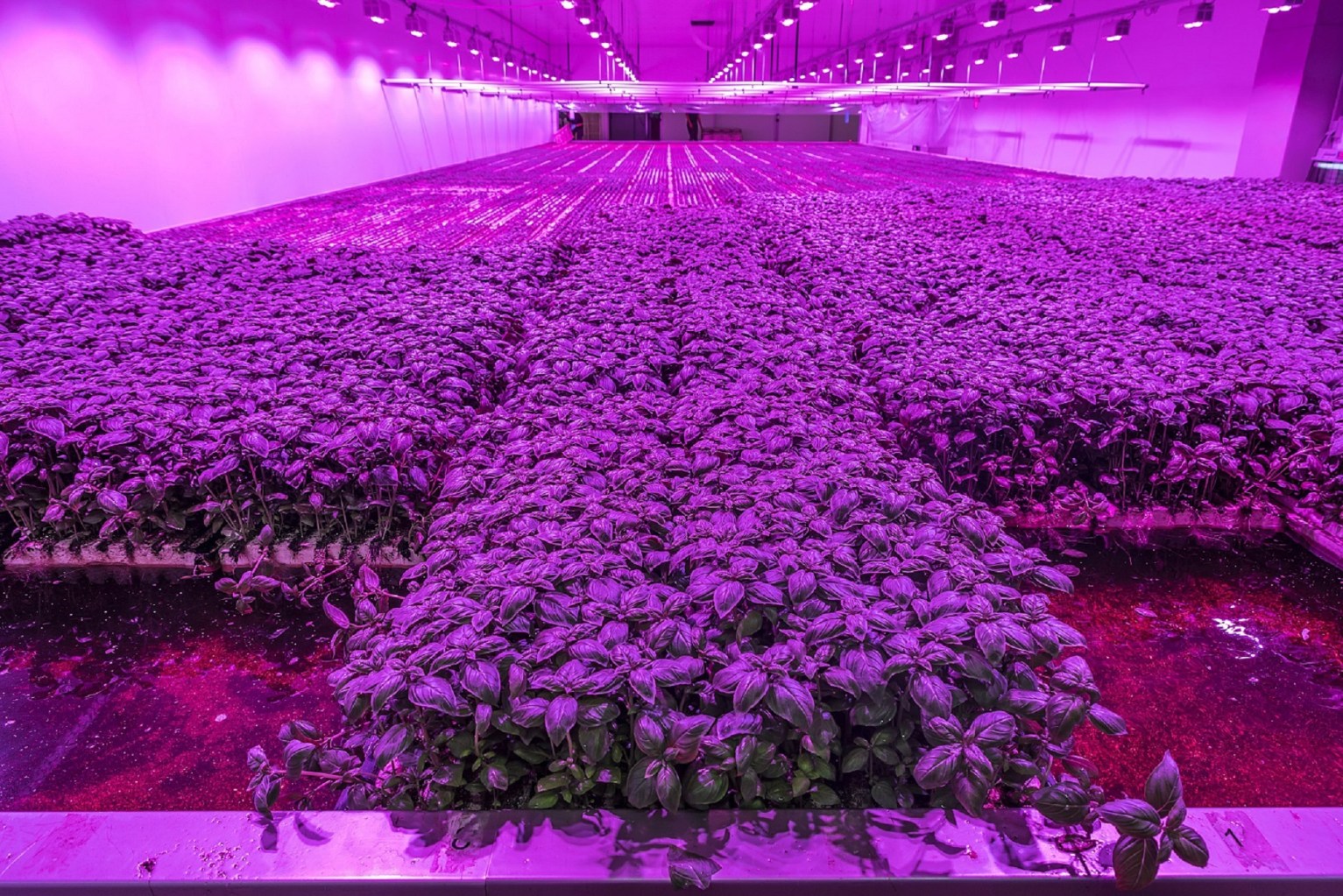 A photo tour of energy-efficient vertical farms | Popular Science