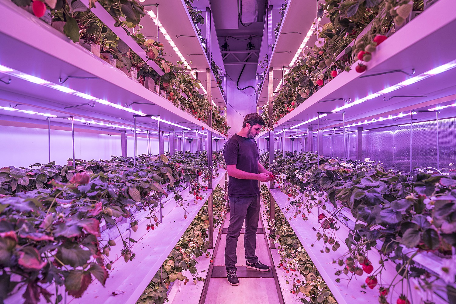 A photo tour of energy-efficient vertical farms | Popular Science
