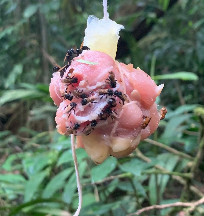 Vulture bees evolved to thrive on rotting meat