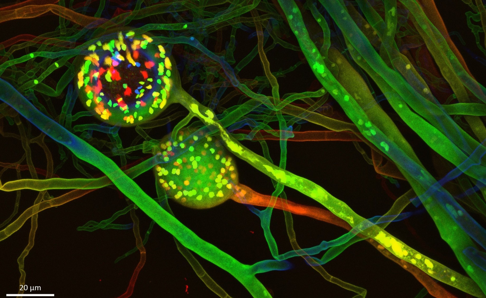 This new project aims to map hidden fungal networks that cover the world