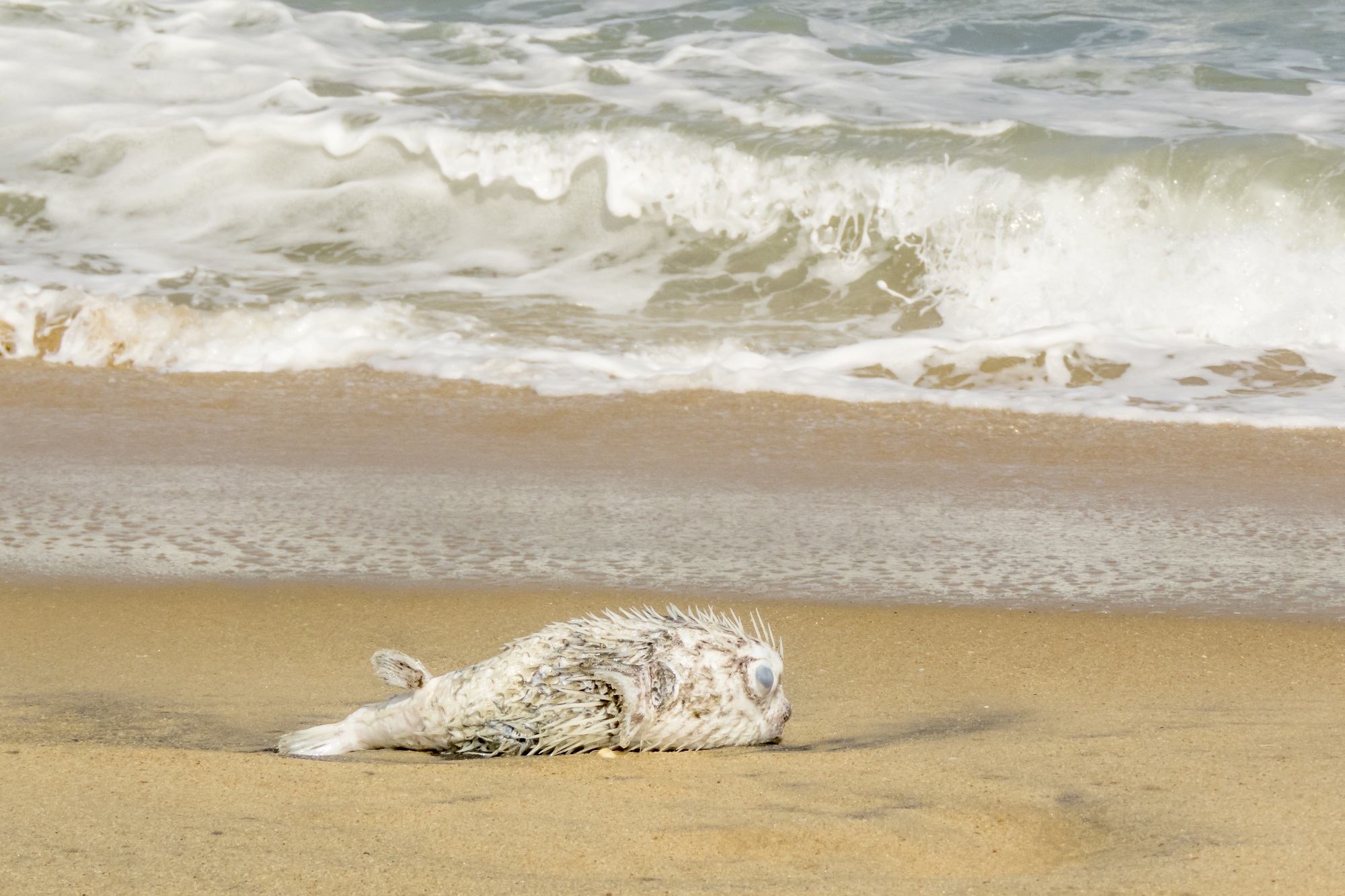 Dead marine life found with plastic nurdles in Sri Lanka | Popular Science