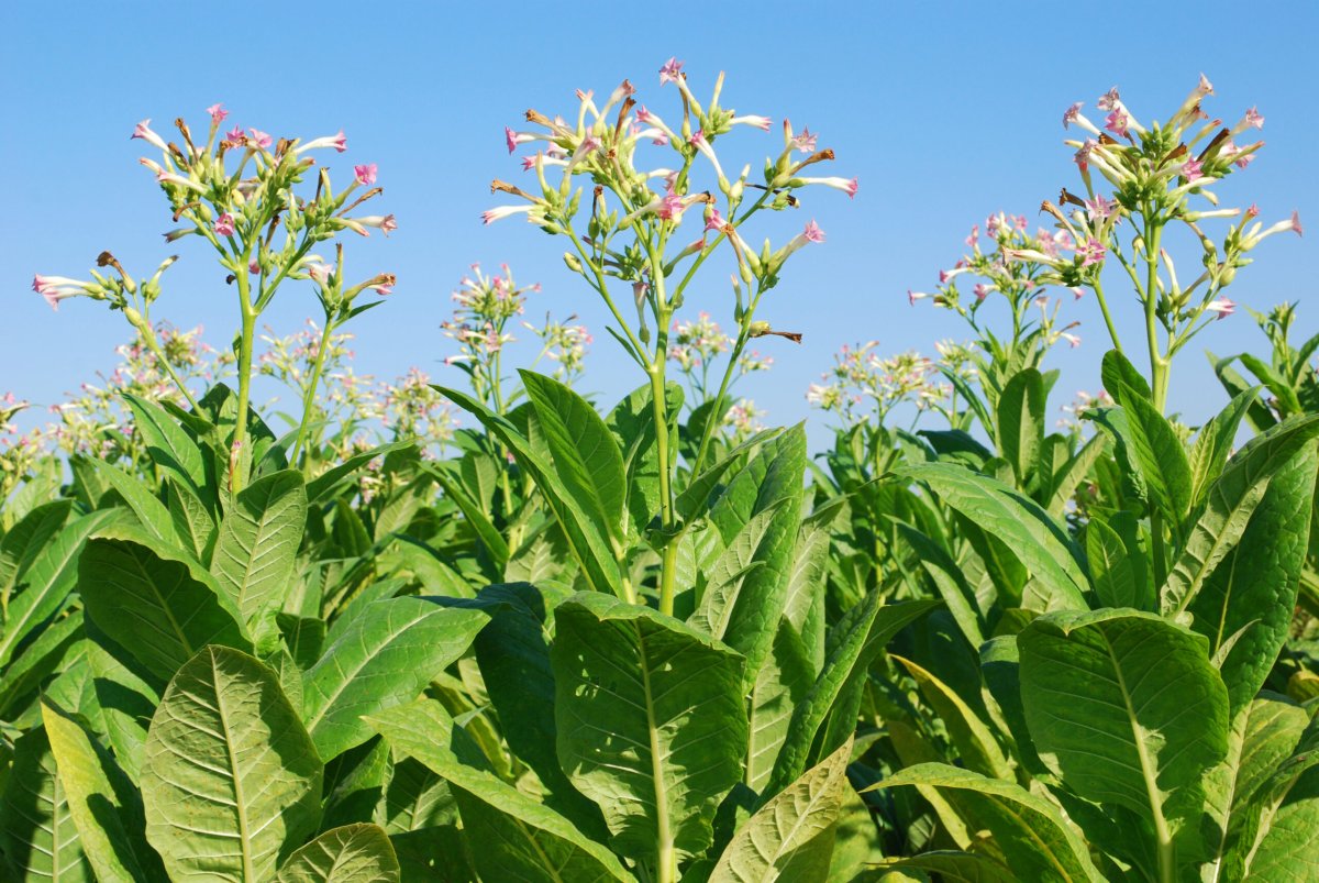 This new COVID vaccine uses plants as factories for viral proteins ...