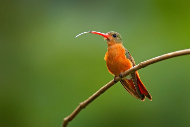 This 120-million-year-old bird could stick out its tongue | Popular Science