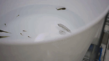 Need to fight invasive fish? Just introduce a scary robot | Popular Science