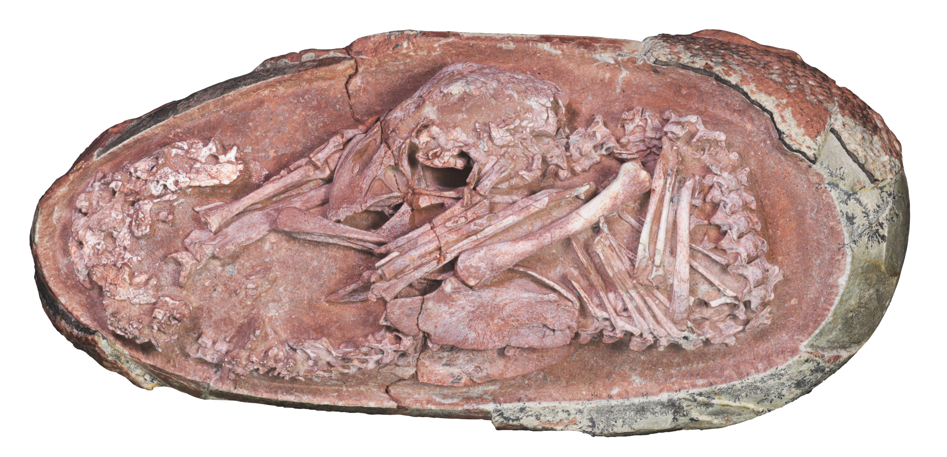 This fossilized dinosaur embryo is curled up in its egg just like a chicken