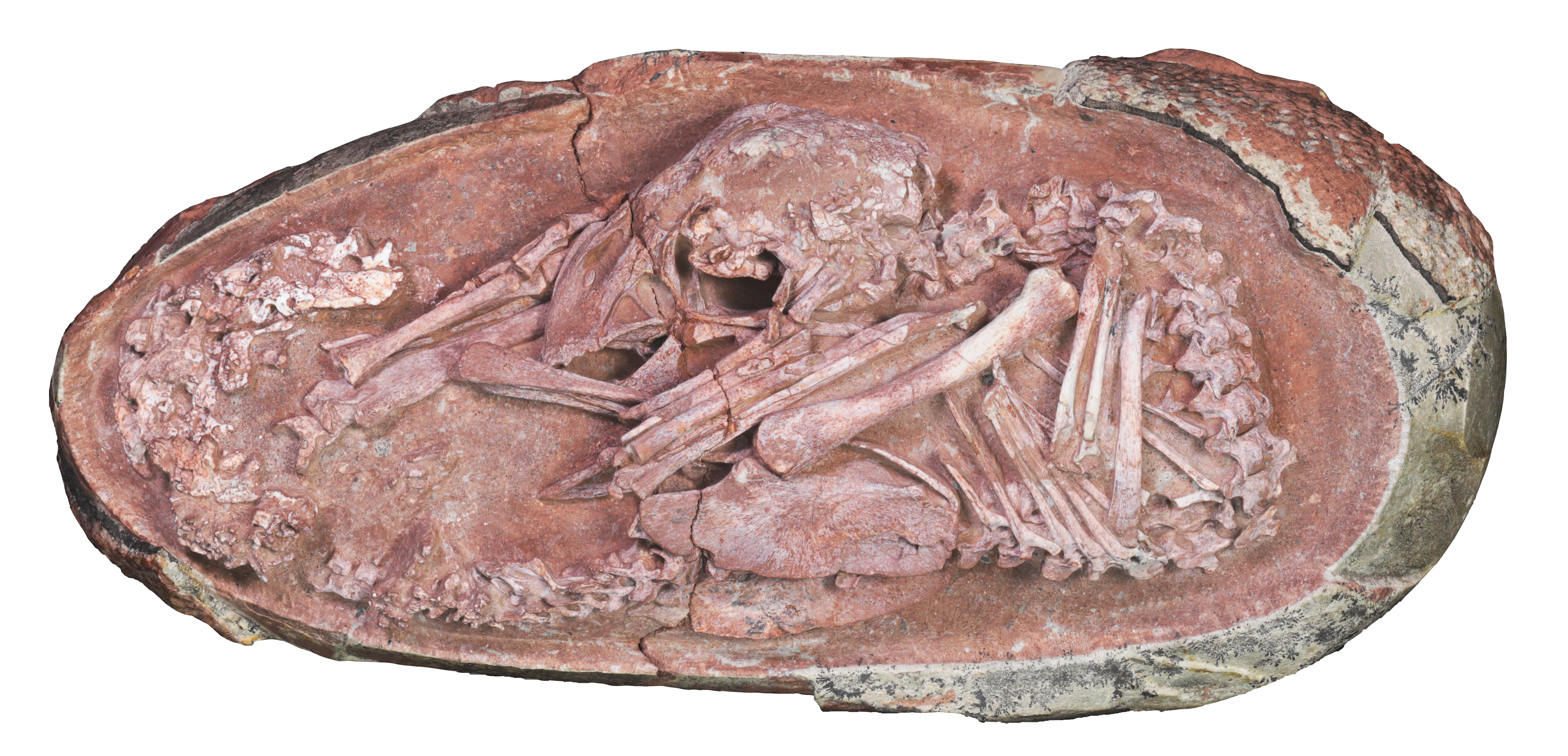 This fossilized dinosaur embryo is curled up in its egg just like a chicken