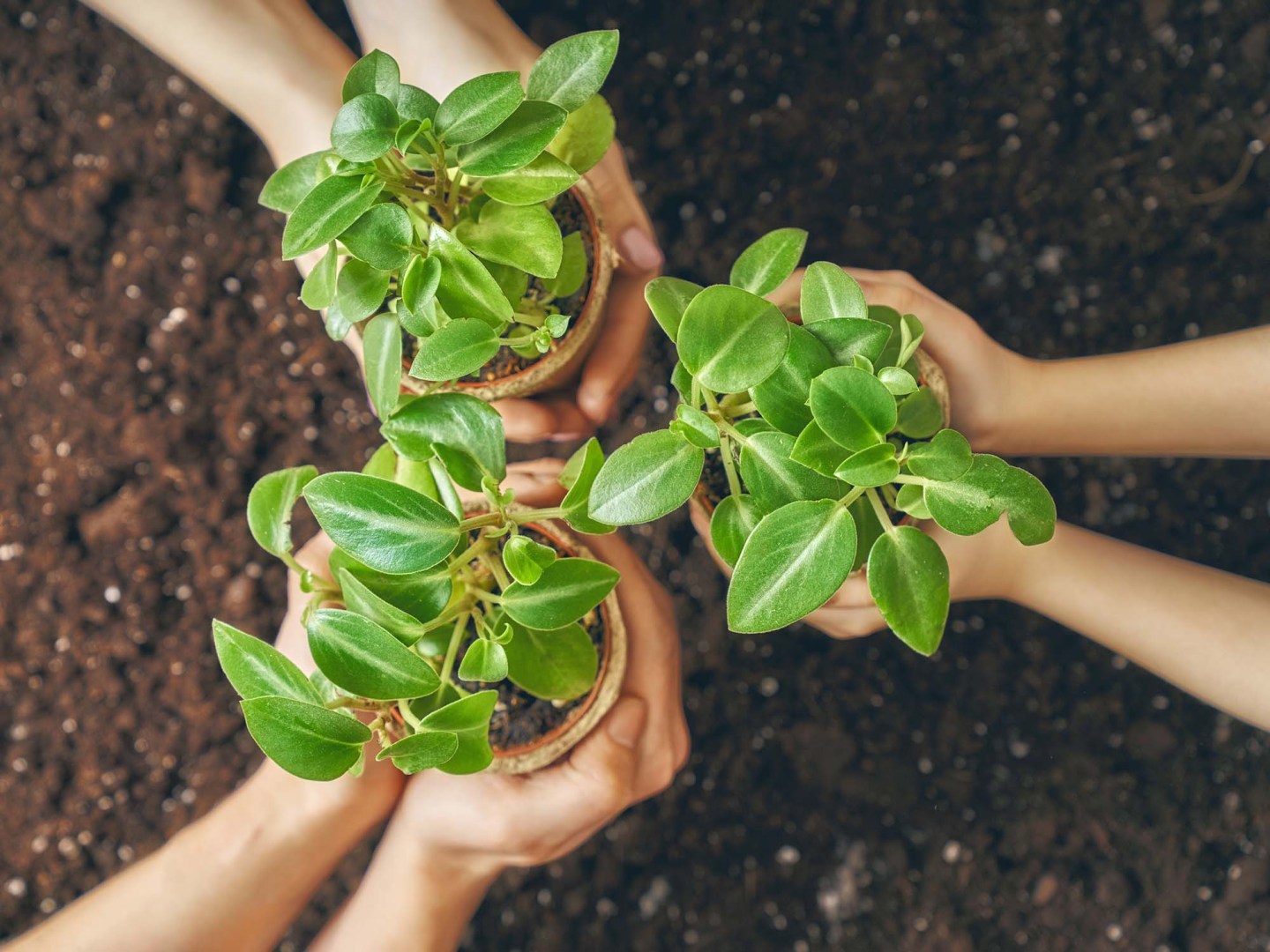 7 key plant care tips we learned this year | Popular Science