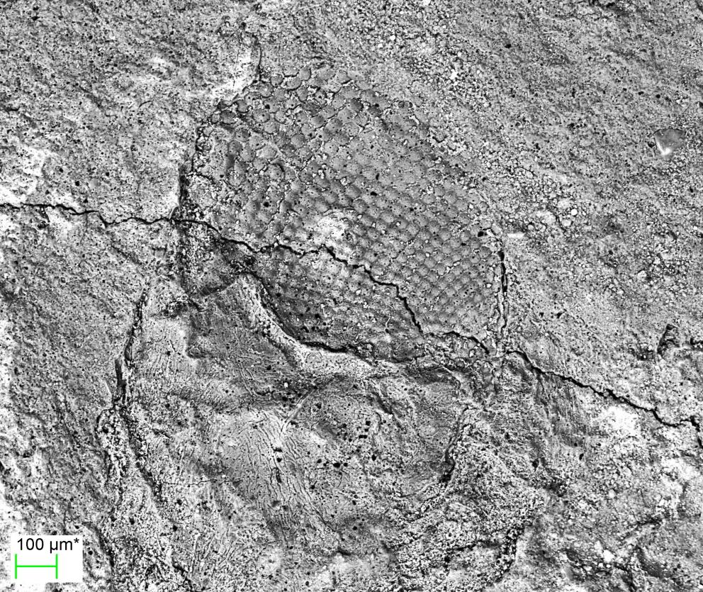 Fossilized crab shows surprising evolutionary features | Popular Science