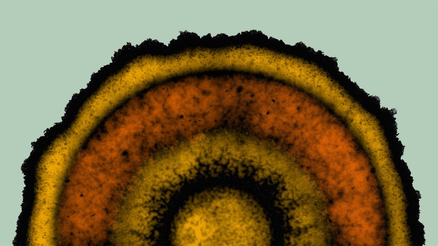 This photo shows how bacteria form fun patterns | Popular Science