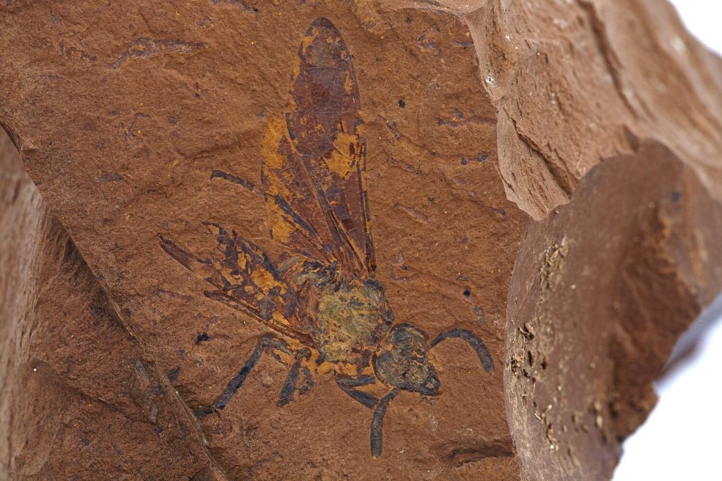 These exquisitely preserved fossils show what life was like in ...