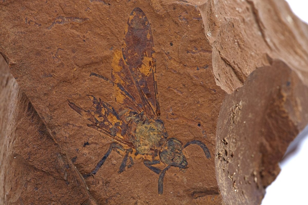 These exquisitely preserved fossils show what life was like in ...