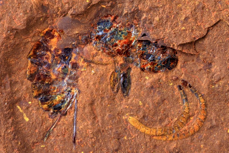 These exquisitely preserved fossils show what life was like in ...
