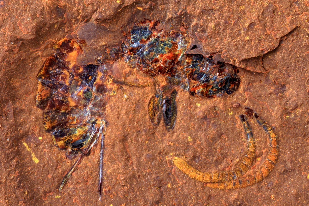 These exquisitely preserved fossils show what life was like in ...