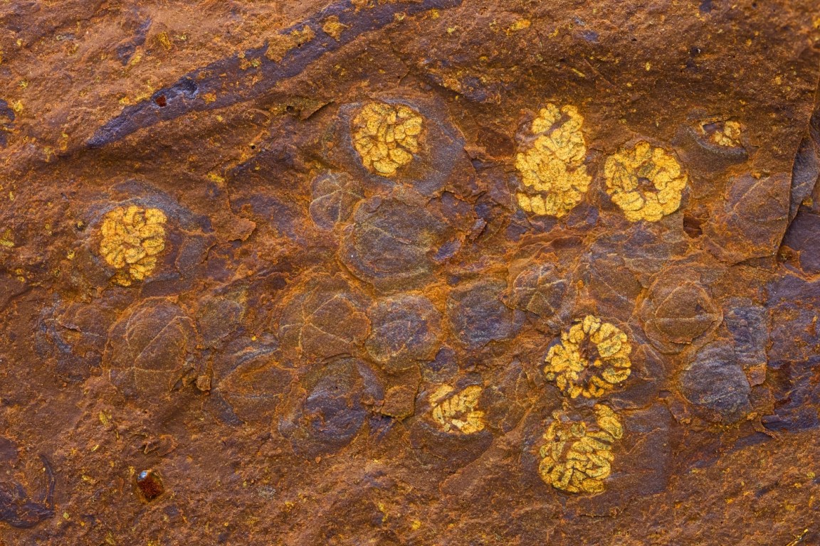 These exquisitely preserved fossils show what life was like in ...