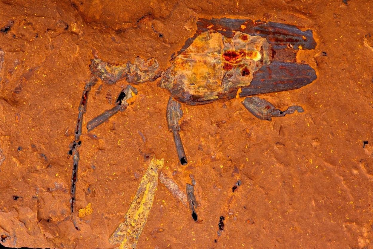 These exquisitely preserved fossils show what life was like in ...