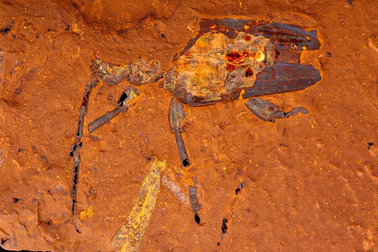 These exquisitely preserved fossils show what life was like in ...