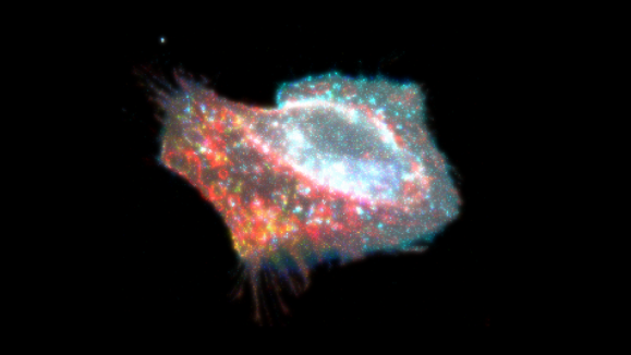 A new study reveals that cells may be able to back out of self-destruction